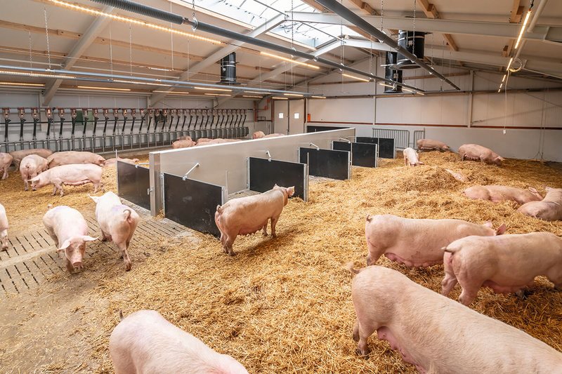 Sow management: the best sow equipment & feeding systems - Big Dutchman