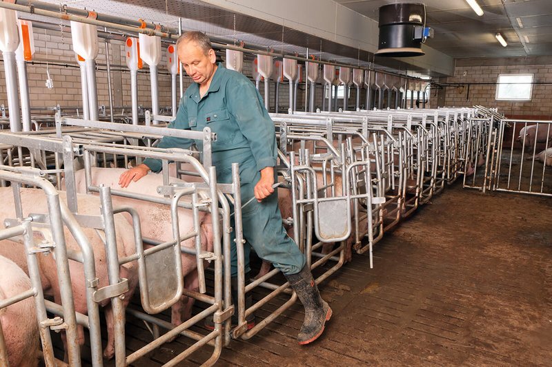 Sow management: the best sow equipment & feeding systems - Big Dutchman