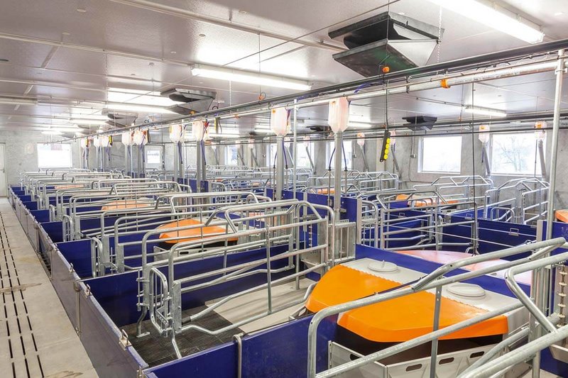 Sow management: the best sow equipment & feeding systems - Big Dutchman