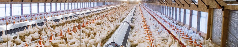 Broiler breeder management: modern equipment and poultry feeding ...