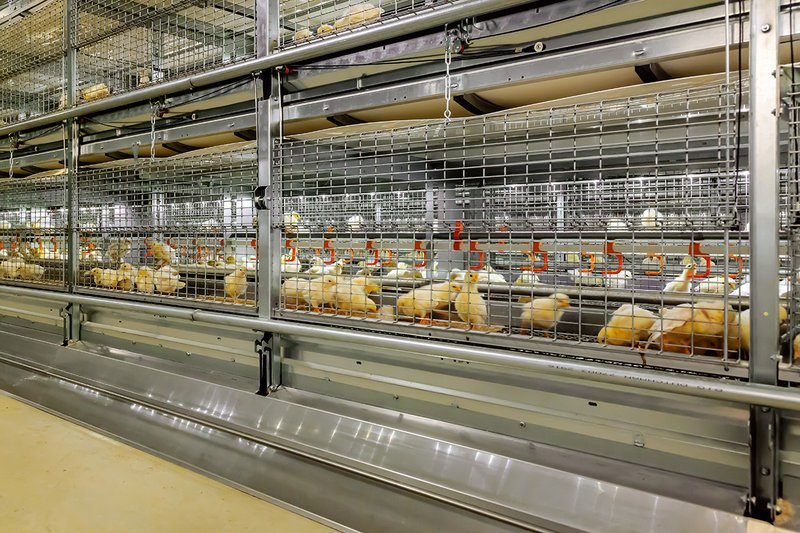 Pullet rearing: training for barn egg production systems free range egg ...