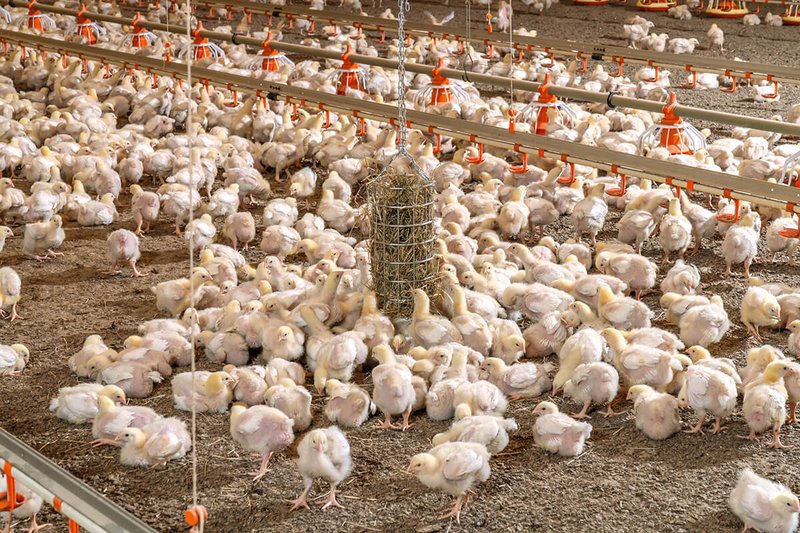 Optimal broiler production - Big Dutchman