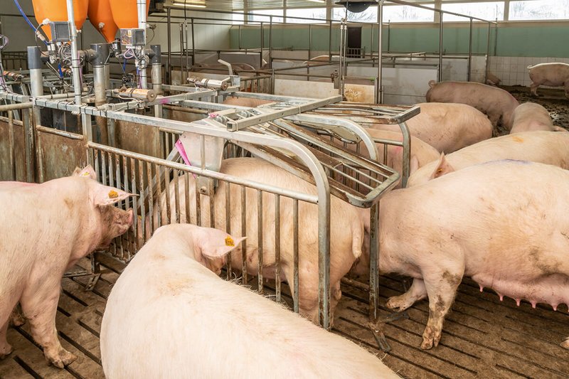 Sow management: the best sow equipment & feeding systems - Big Dutchman