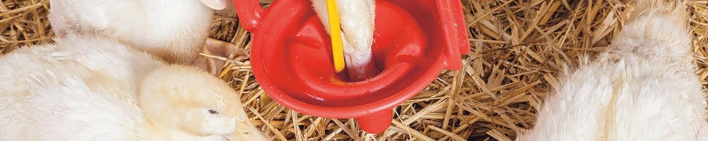 Duck production with innovate poultry equipment - Big Dutchman