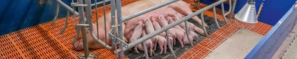 Sow management: the best sow equipment & feeding systems - Big Dutchman