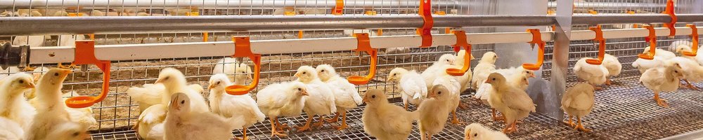Pullet rearing: training for barn egg production systems free range egg ...