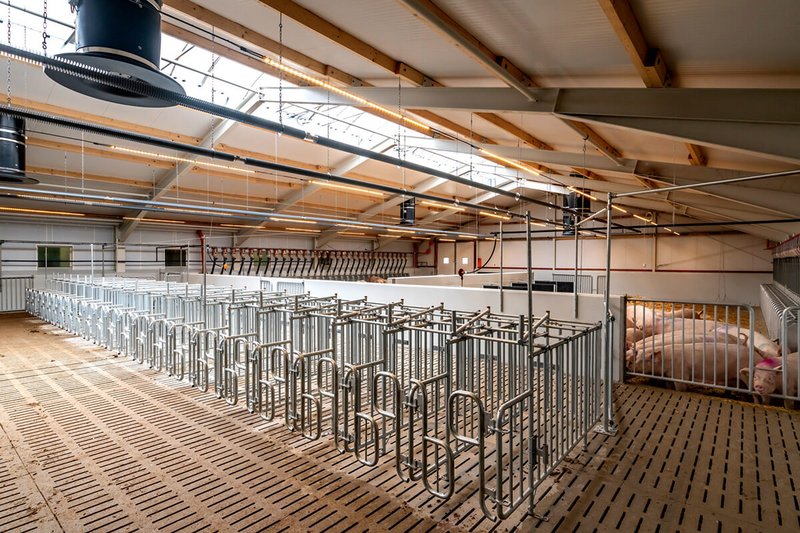 Sow management: the best sow equipment & feeding systems - Big Dutchman