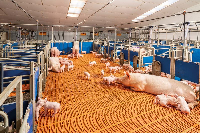 Sow management: the best sow equipment & feeding systems - Big Dutchman