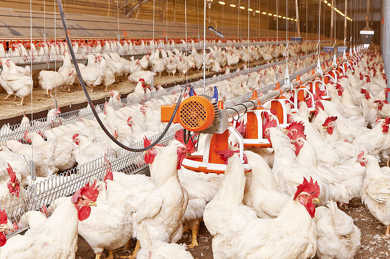 Broiler breeder management: modern equipment and poultry feeding ...
