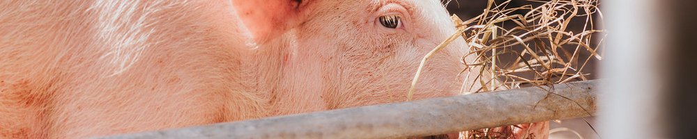 Successful pig finishing with the correct pig equipment & feeding ...