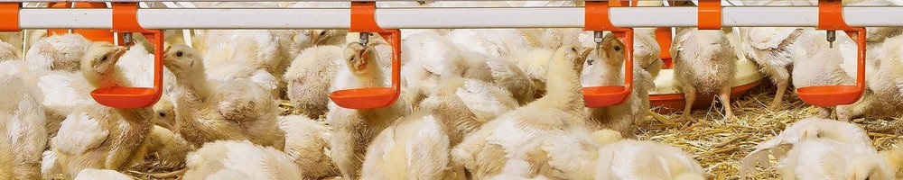 Optimal broiler production - Big Dutchman