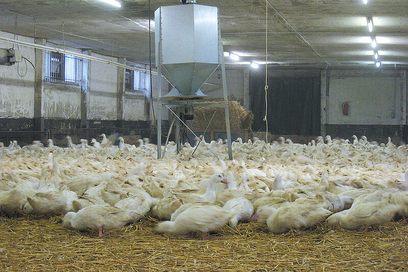 Broiler breeder management: modern equipment and poultry feeding ...