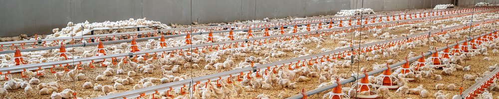 Optimal broiler production - Big Dutchman