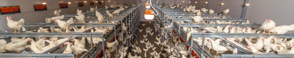 Aviary systems – tried and tested for barn egg production free range ...
