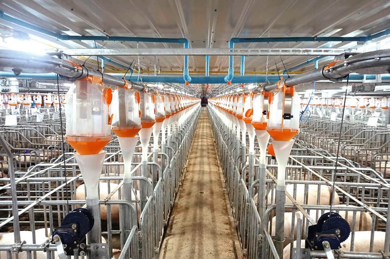 Sow management: the best sow equipment & feeding systems - Big Dutchman