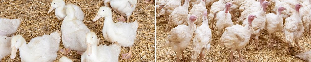 Duck production with innovate poultry equipment - Big Dutchman