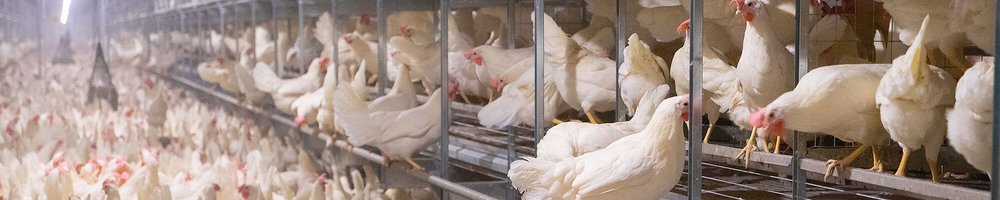 Aviary systems – tried and tested for barn egg production free range ...