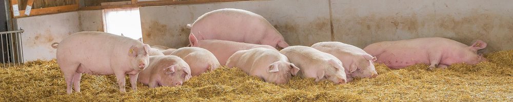 Sow management: the best sow equipment & feeding systems - Big Dutchman