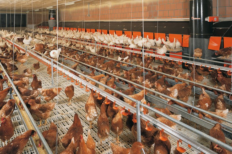 Aviary systems – tried and tested for barn egg production free range ...