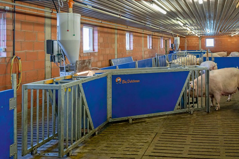 Sow management: the best sow equipment & feeding systems - Big Dutchman