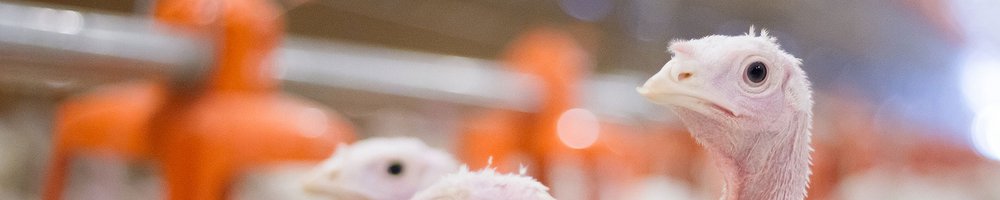 Turkey production with housing equipment & feeding systems for experts ...