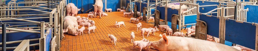 Sow management: the best sow equipment & feeding systems - Big Dutchman