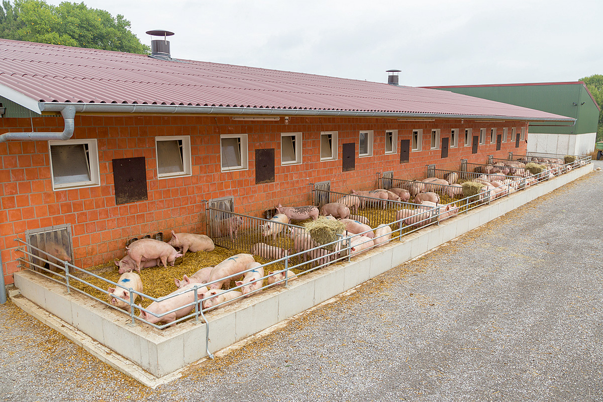 Alternative Haltungskonzepte für die Sauenhaltung und Schweinemast ...